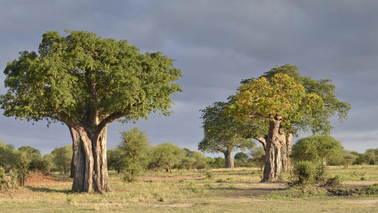 Safaris & Tours in Tanzania | Tailor-Made | Africa-Experience